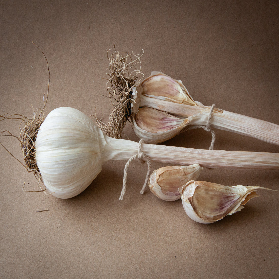 Romanian Red, Porcelain garlic grown in Ontario by Garlicloves